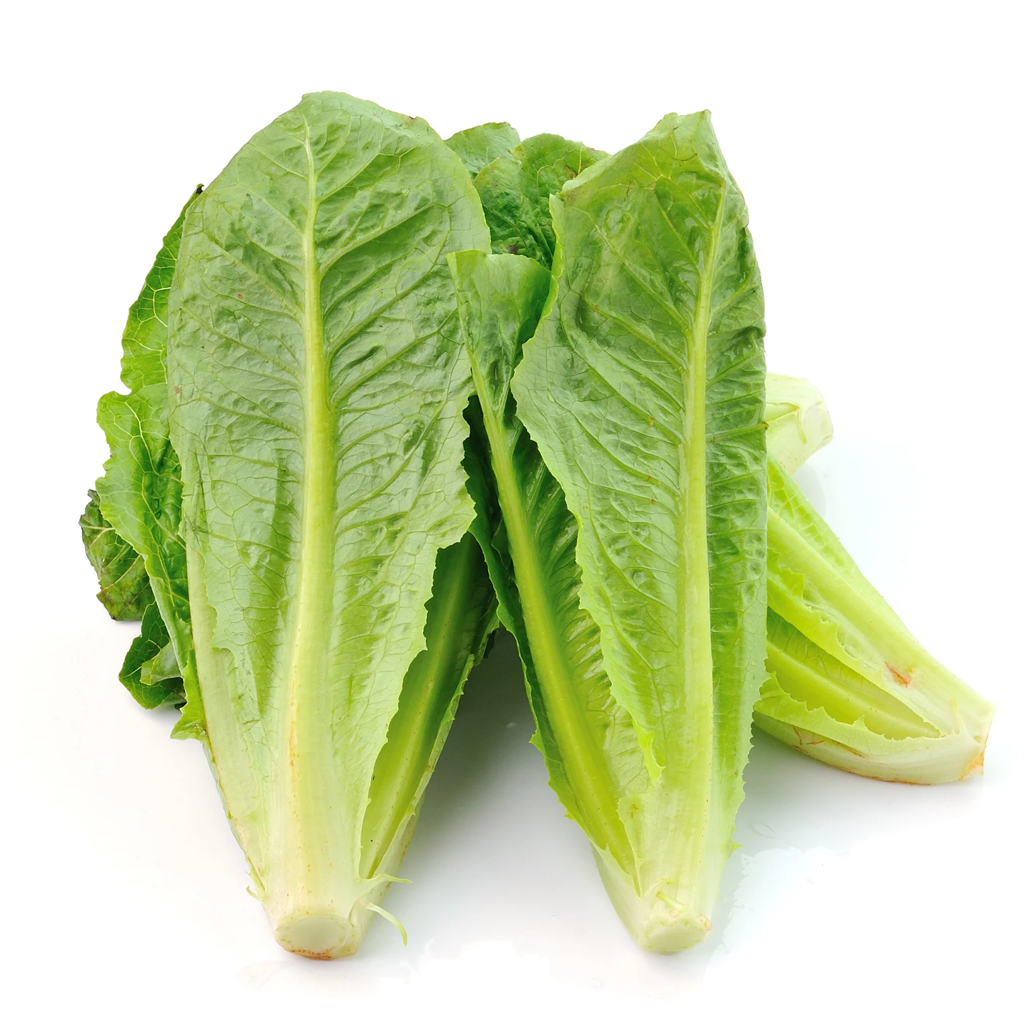 Lettuce Cos (Each) - Sunrise Fresh